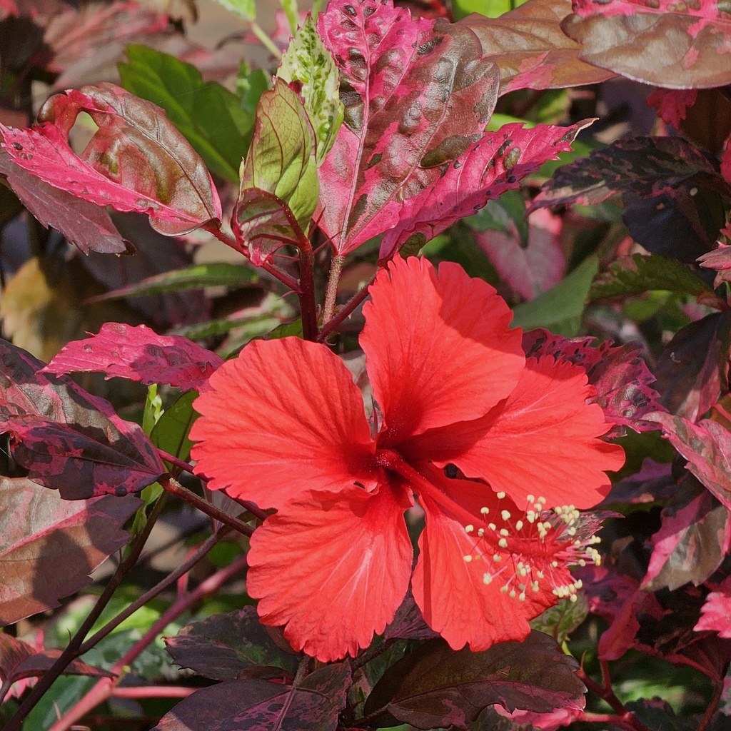Jaswand (Hibiscus rosa-sinensis) - Rose Flakes: Captivating Floral Beauty