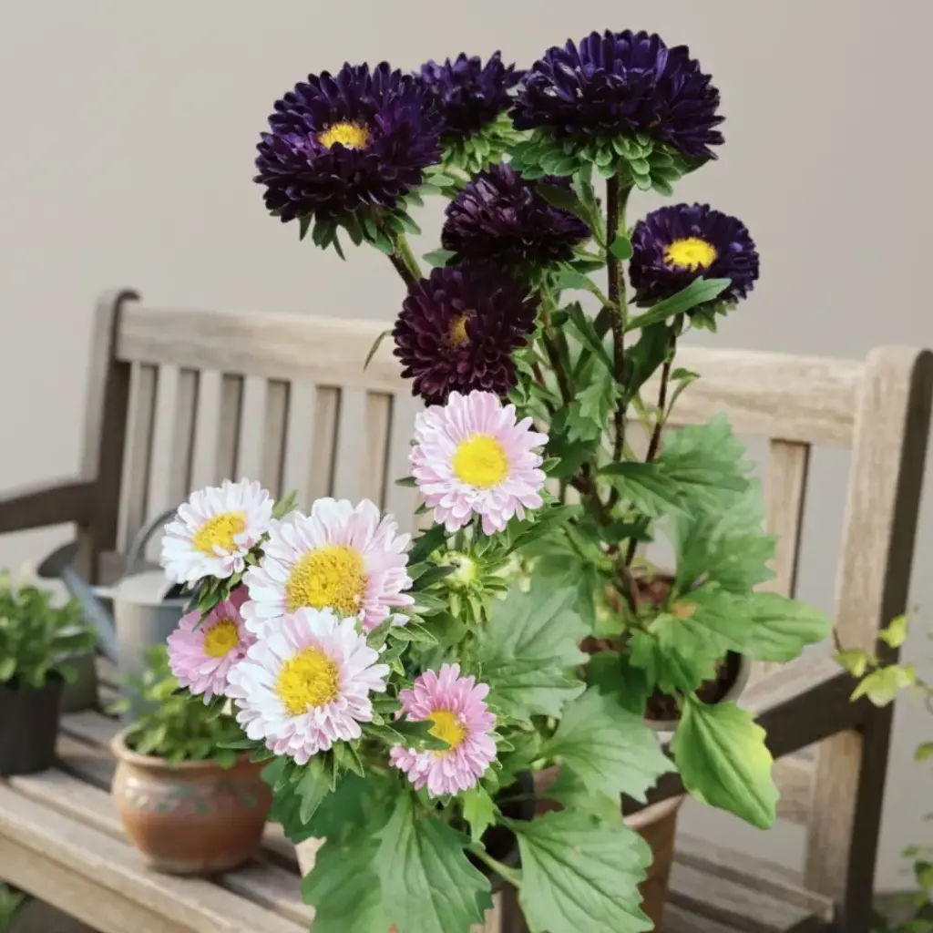 Shop Aster (Callistephus chinensis) | Vibrant Garden Blooms